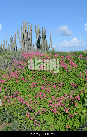Typical Bonaire landscape, Dutch Antilles, Caribbean sea Stock Photo ...