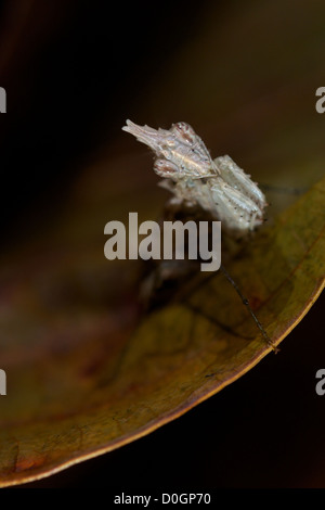 Ceratomantis saussurii (Wood-Mason, 1876) Horned mantis or spiny mantis ...