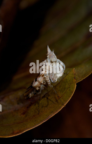 Ceratomantis saussurii (Wood-Mason, 1876) Horned mantis or spiny mantis ...