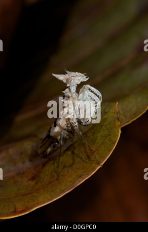 Ceratomantis saussurii (Wood-Mason, 1876) Horned mantis or spiny mantis ...