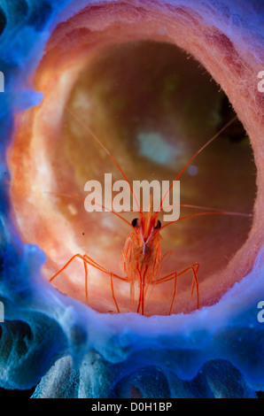 Sponge shrimp, Synalpheus regalis, Bonaire, Caribbean Stock Photo - Alamy