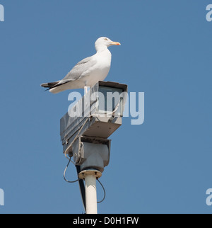 sea gull and cctv camera Stock Photo - Alamy