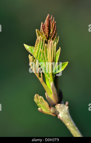 A twig from an ash (Fraxinus excelsior) tree showing fresh new spring ...