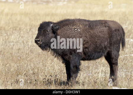 American Bison yearling calf Stock Photo - Alamy
