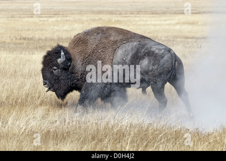 An alpha male American Bison - showing aggression and dust bathing ...