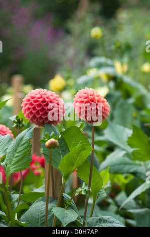 dahlia jomanda orange ball dahlias flower flowers bloom blossom ...