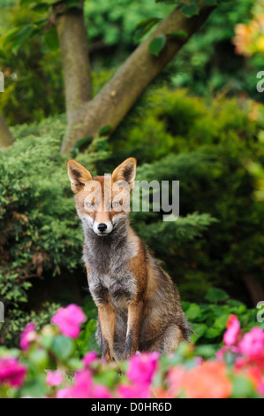 Red fox sitting staring (Vulpes vulpes Stock Photo - Alamy