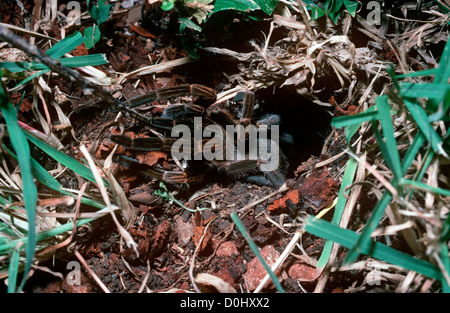 Tarantula spider (Cyrtopholis sp.: Theraphosidae) female who has just ...