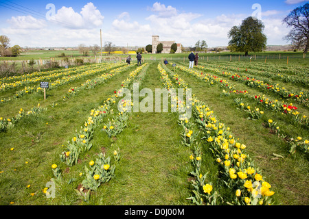 A pick your own tulip farm in Farrington Gurney, Somerset, England, UK ...