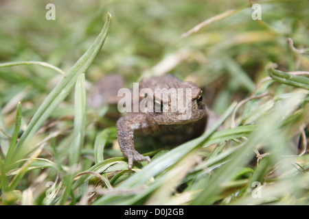common toad crawling through grass bufo bufo Stock Photo - Alamy