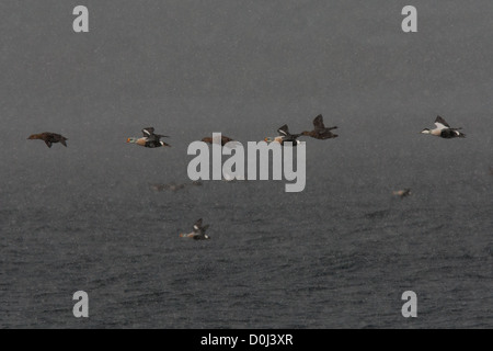 King Eiders flying in a blizzard, Varanger, Finnmark, Norway Stock ...