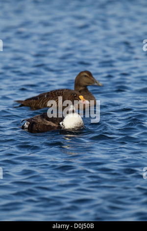 A first-summer drake Common Eider (Somateria mollissima) in ...