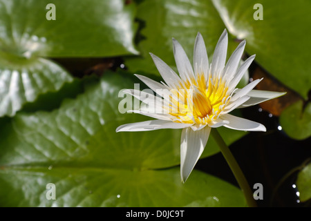 Water Flower on Ko Samui, Thailand Stock Photo - Alamy