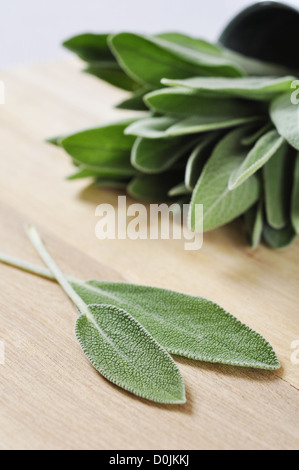 Sage Salvia plant close up Stock Photo - Alamy