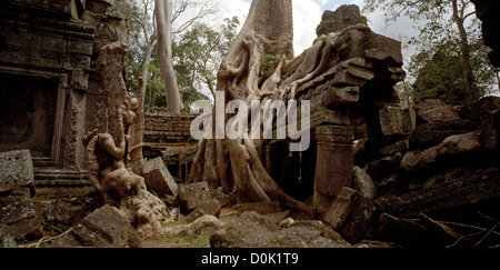 Angkor Wat, Cambodia - Strangler fig (Ficus sp.) tree roots on the ...