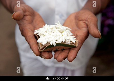 Temple offering of flowers in hands of Buddhist worshiper at the temple ...