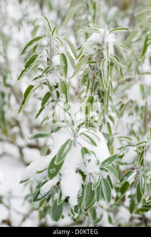 Sage (Salvia officinalis) in snow Stock Photo - Alamy