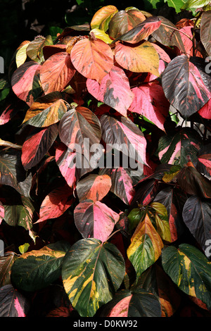 Copperleaf plant (Acalypha amentacea wilkesiana), red leaves - Pembroke ...