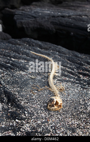 Marine Iguana skeleton on Galapagos Islands, Ecuador Stock Photo - Alamy