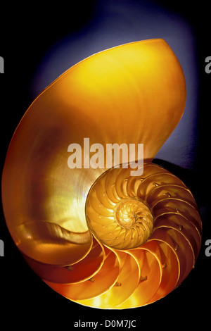 Cross Section of Chambered Nautilus Shell Stock Photo - Alamy