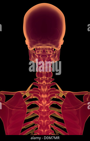 Rear view image of the bones of the head and neck Stock Photo - Alamy
