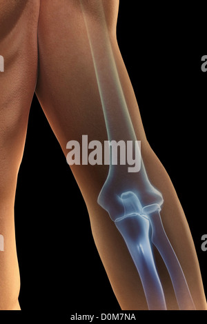 Stylized front view of the bones of the left arm (male Stock Photo - Alamy