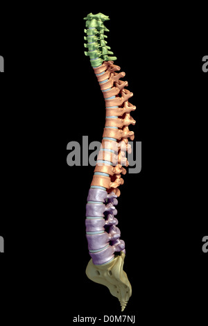 Three-quarter view of the human spinal column or spine. The lumbar ...