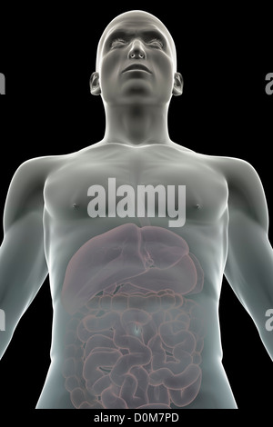Stylized front view of the digestive system with the human body (male ...