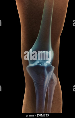 Stylized front view of the bones of the knee joint Stock Photo - Alamy