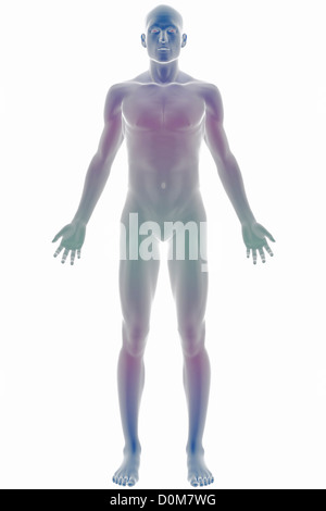 Stylized front view of the surface anatomy of the head and shoulders ...