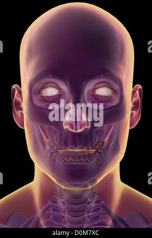 Stylized close up of the human skull viewed from the left side. The ...