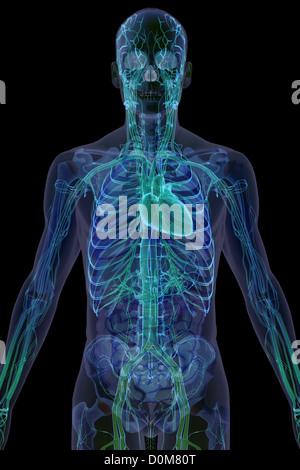 Stylized front view of the upper body showing the digestive system ...