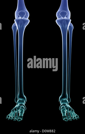 Front view of the bones of the legs, knee joints, ankle joints and feet ...
