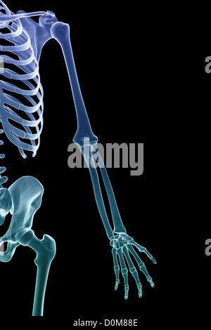 Front view of the bones of the left upper arm, shoulder and ribcage ...