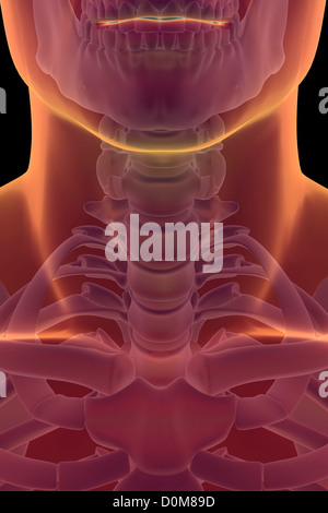 Front view of stylized bones of the cervical spine and sternoclavicular ...