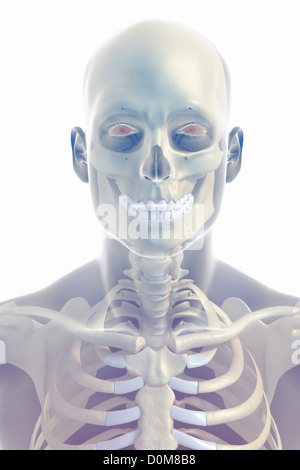 Stylized front view of the head and neck with the bones and major blood ...