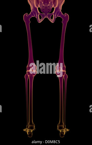 Rear view of the bones of the lower body of the male skeleton Stock ...