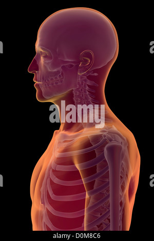 Stylized side view of the bones of the upper body. The brain is also ...