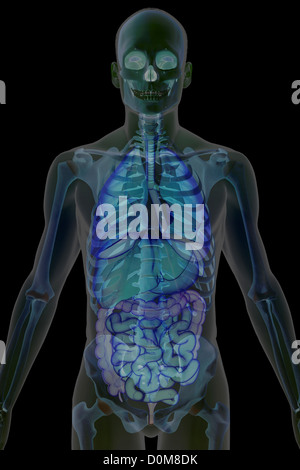 Stylized front view of the bones and internal organs of the upper body ...