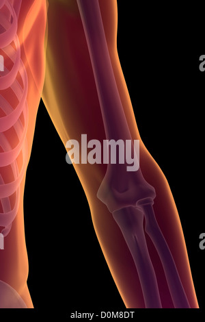 Stylized front view of the bones the left arm within the skin (male ...