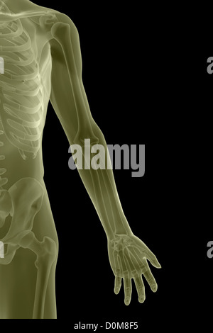 Front view of the bones of the left upper arm, shoulder and ribcage ...