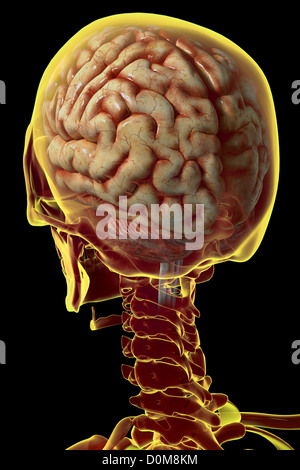 Stylized rear three-quarter view of the head and neck showing the brain ...