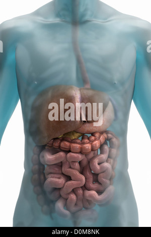 Stylized front view of the digestive system and bones of the upper body ...