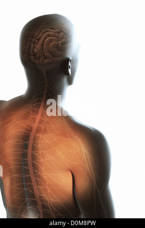 Rear view of the nerves of the upper body, spinal cord and skeleton ...