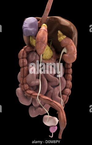Rear view of the organs of the digestive system and kidneys Stock Photo ...