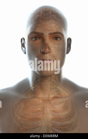 Peripheral nervous system head neck drawing Stock Photo - Alamy