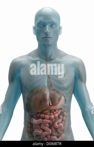 Stylized front view of the digestive system with the human body (male ...