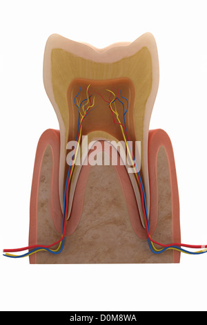 Cross-section of an adult human molar tooth Stock Photo - Alamy