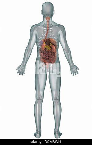 Rear view of the full body with the digestive system and skeleton Stock ...