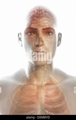 Peripheral nervous system head neck drawing Stock Photo - Alamy